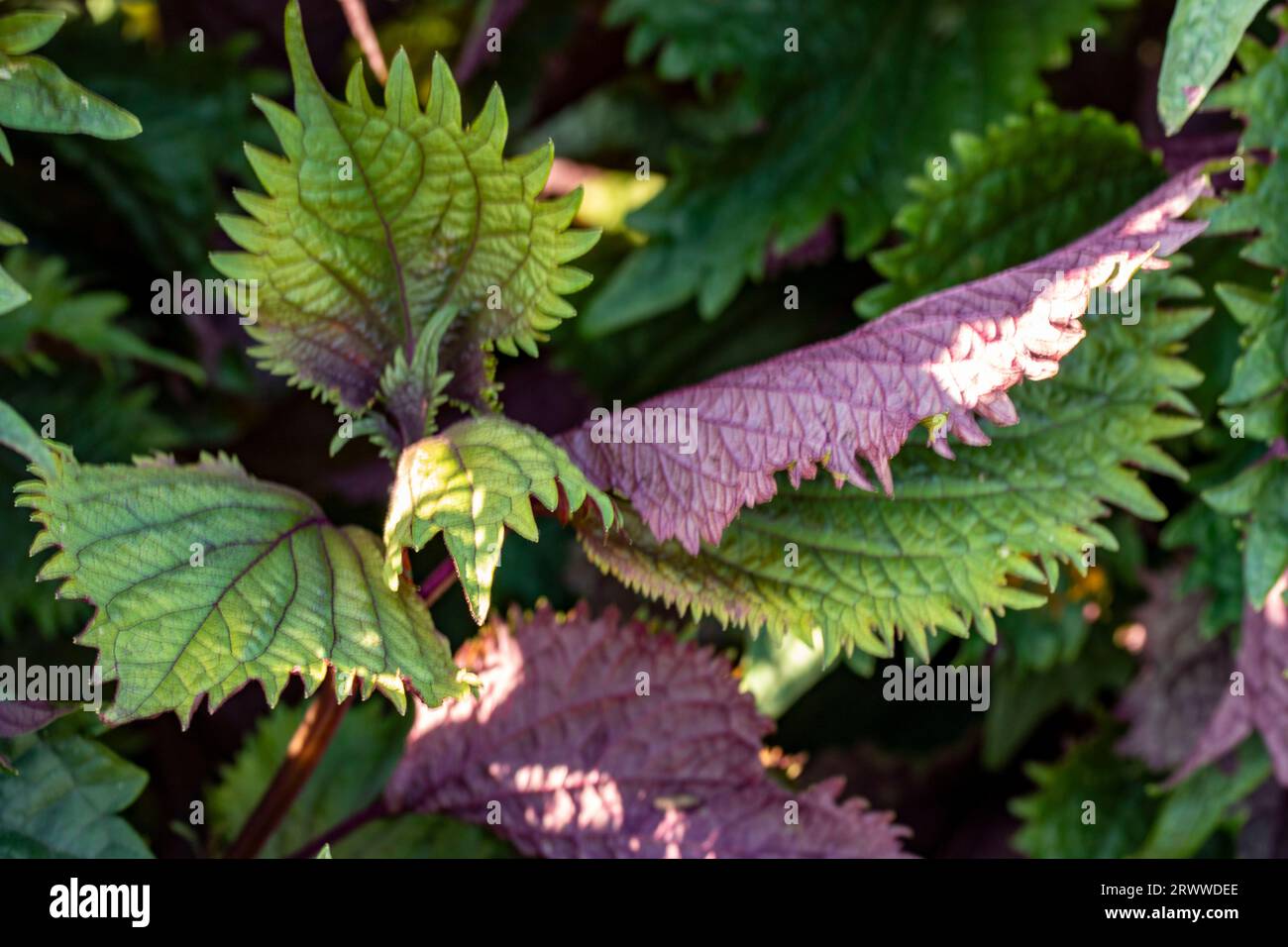 Natural close up food, vegetable, plant portrait of Perilla 'Shiso Red ...