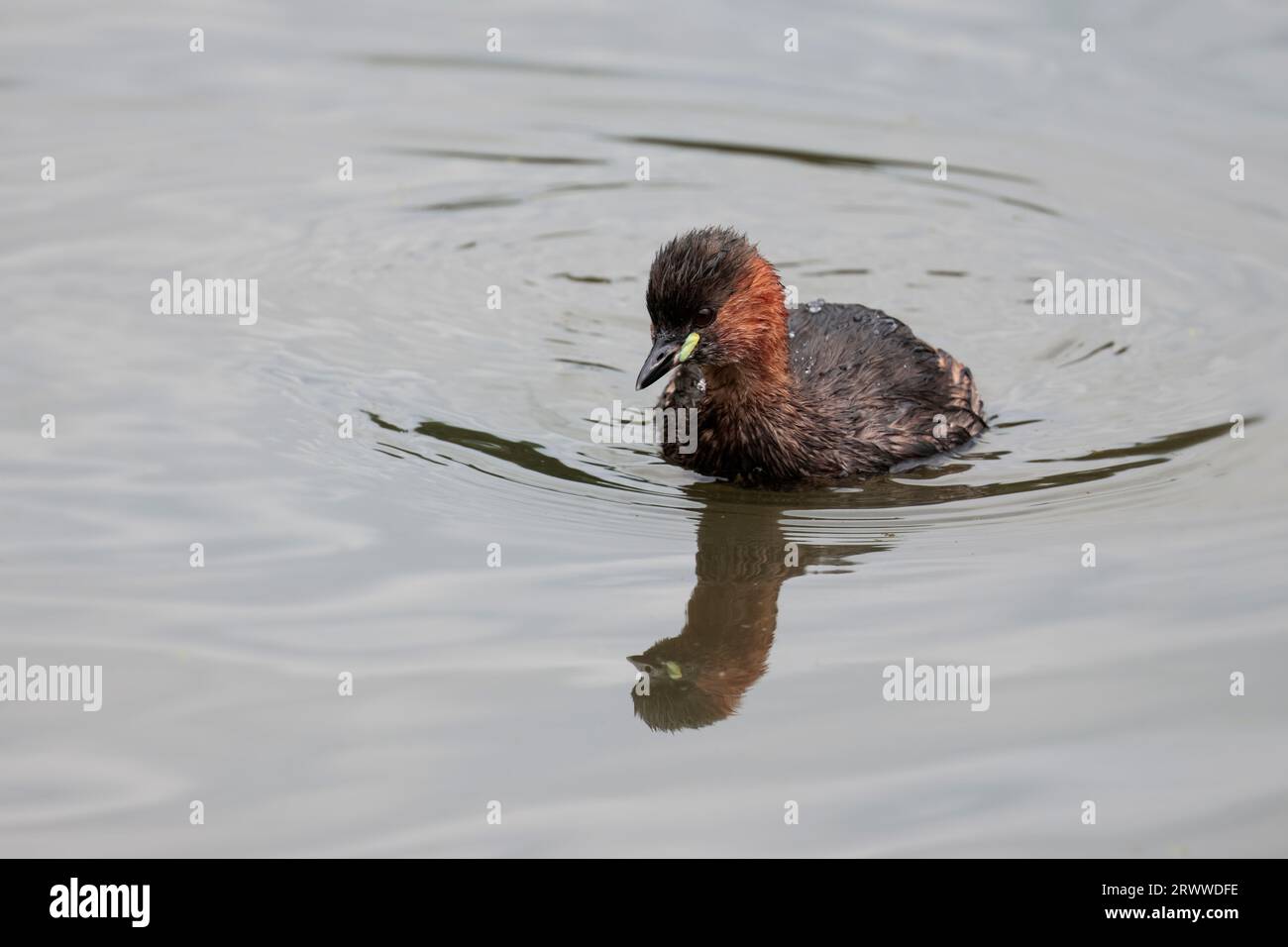 Little grebe Tachybaptus ruficollis, small diving duck chestnut cheeks ...