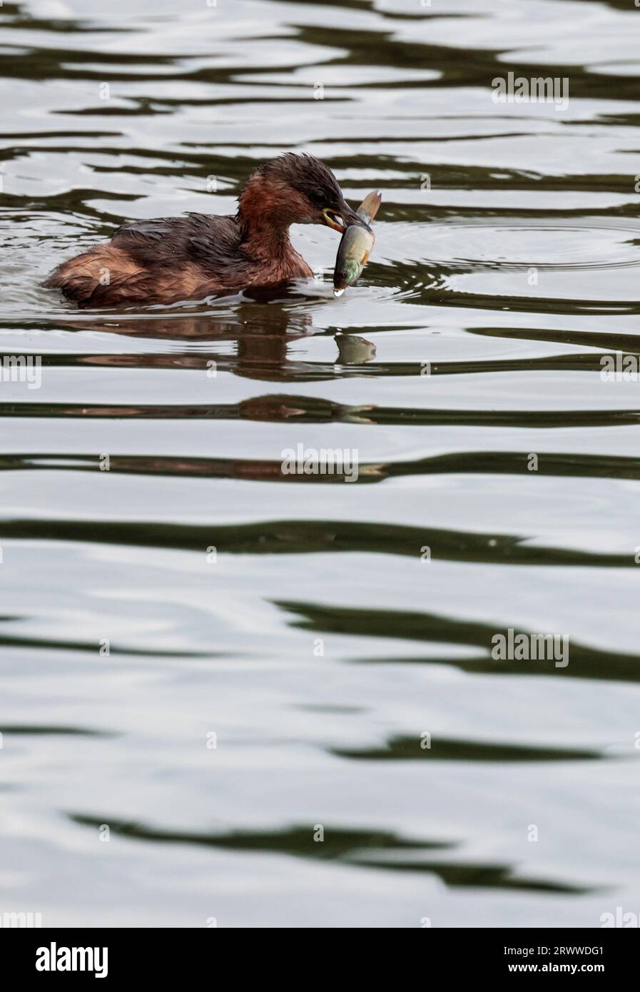 Little grebe Tachybaptus ruficollis, with fish small diving duck ...