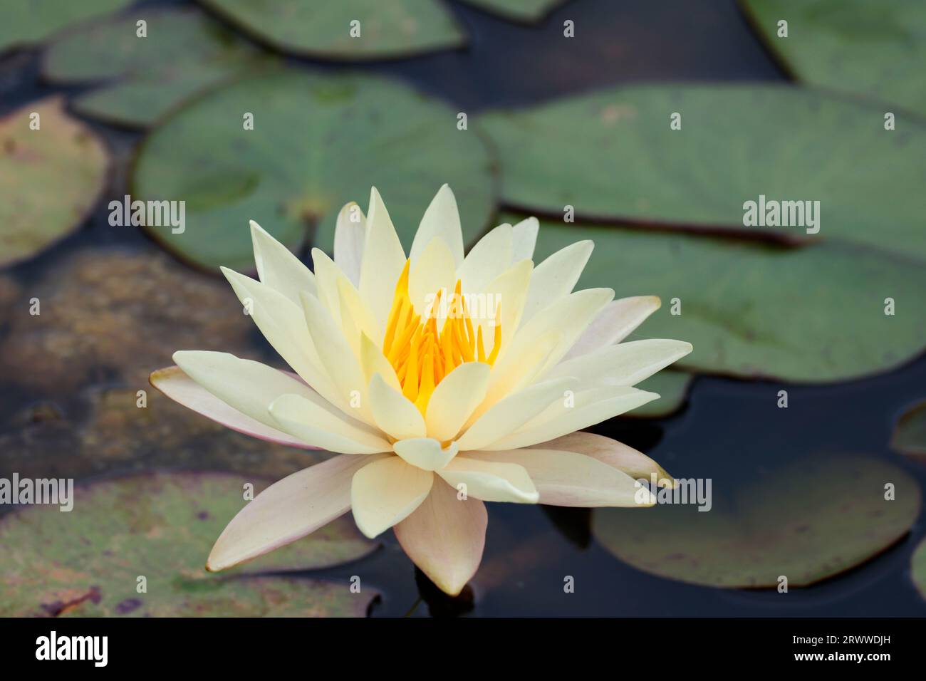 Water lily white Nymphaea alba, floating water plant flower whitish ...