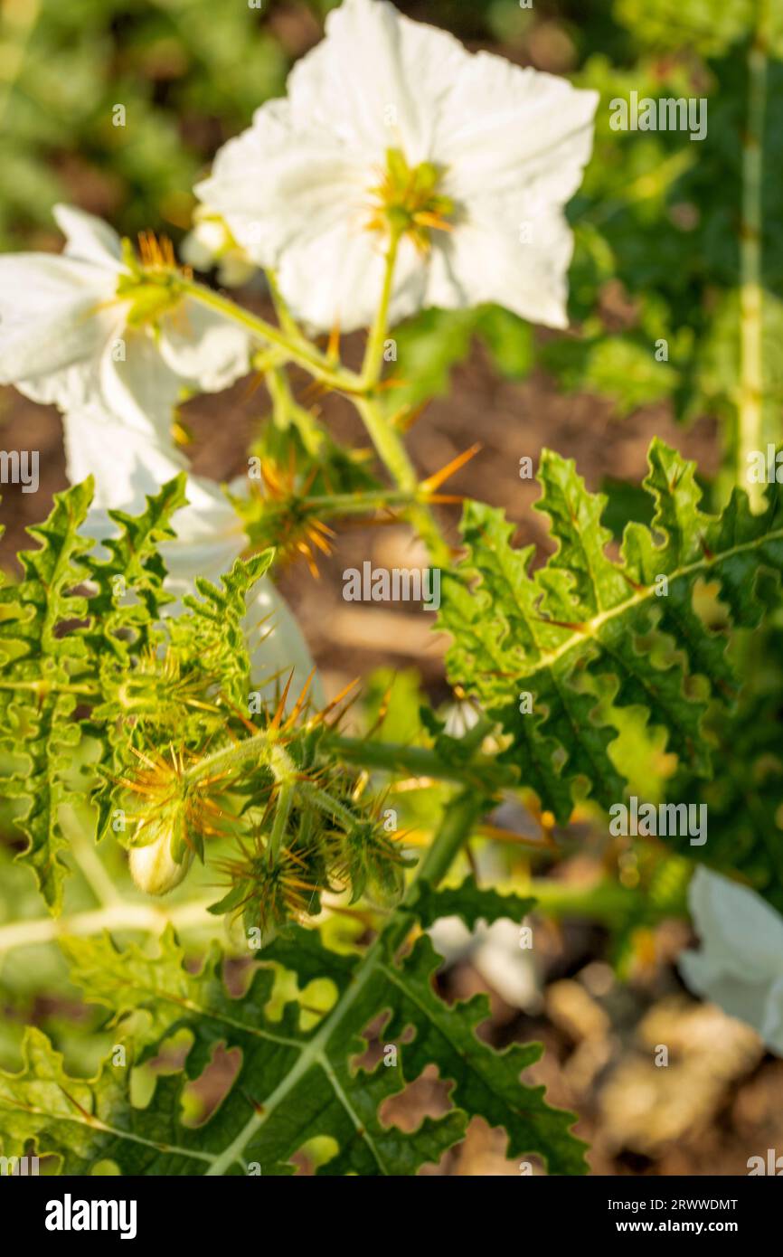 Beautiful natural close up flowering food plant portrait of Solanum ...