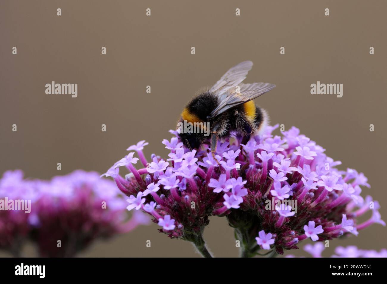 Buff -tailed bumble bee Bombus terrestris, on purple flower head black ...