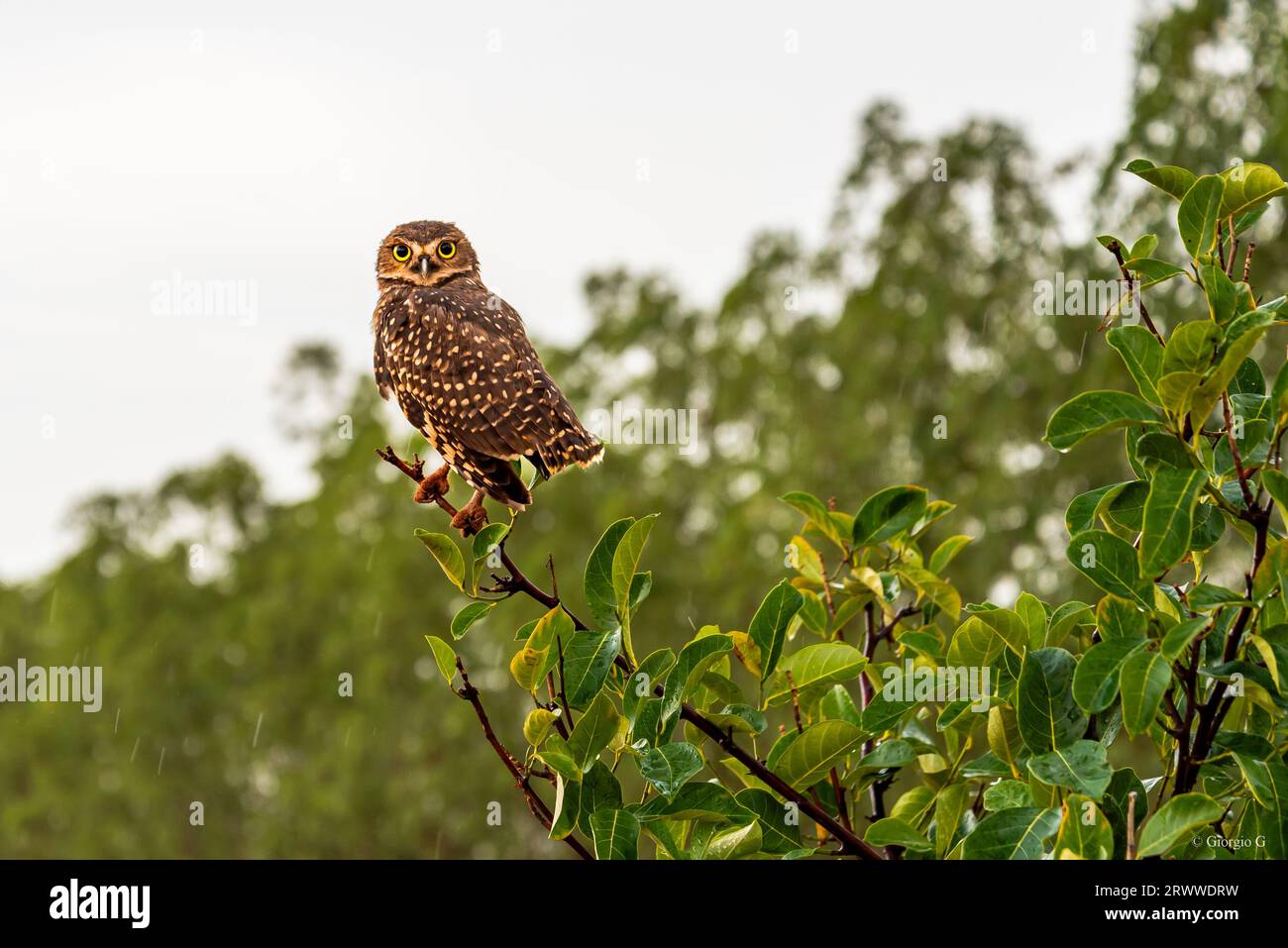 Natural pose on tree hi-res stock photography and images - Alamy