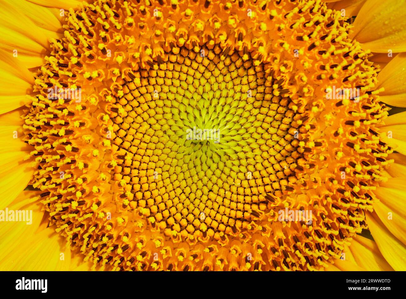 Macro view of pointy seed teeth of yellow sunflower center with petals ...