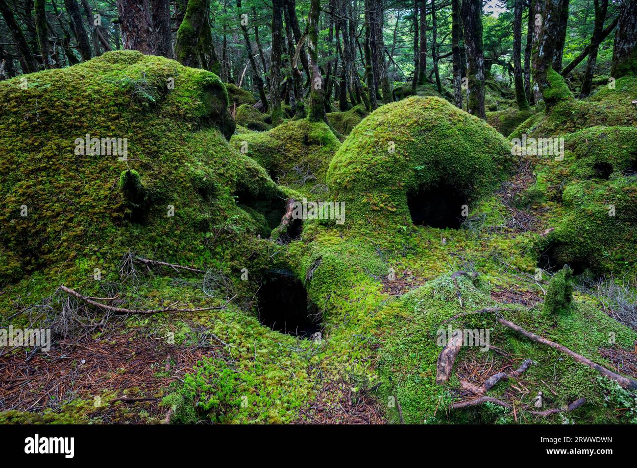 Moss forest northern yatsugatake japan hi-res stock photography and ...