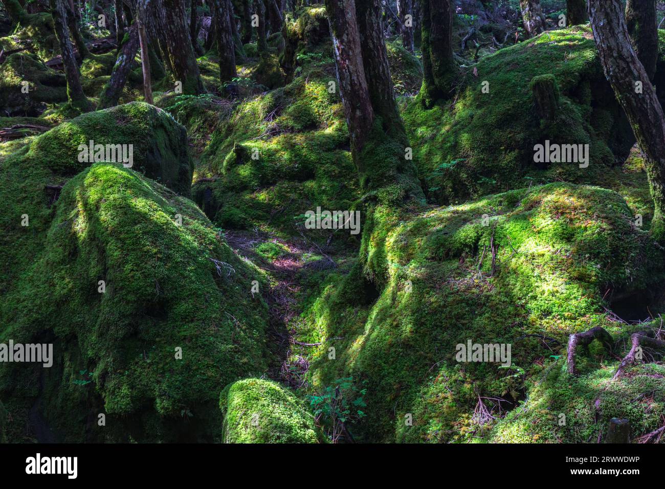 Yatsugatake, a forest floor of moss in the light (Mononoke Forest Stock ...