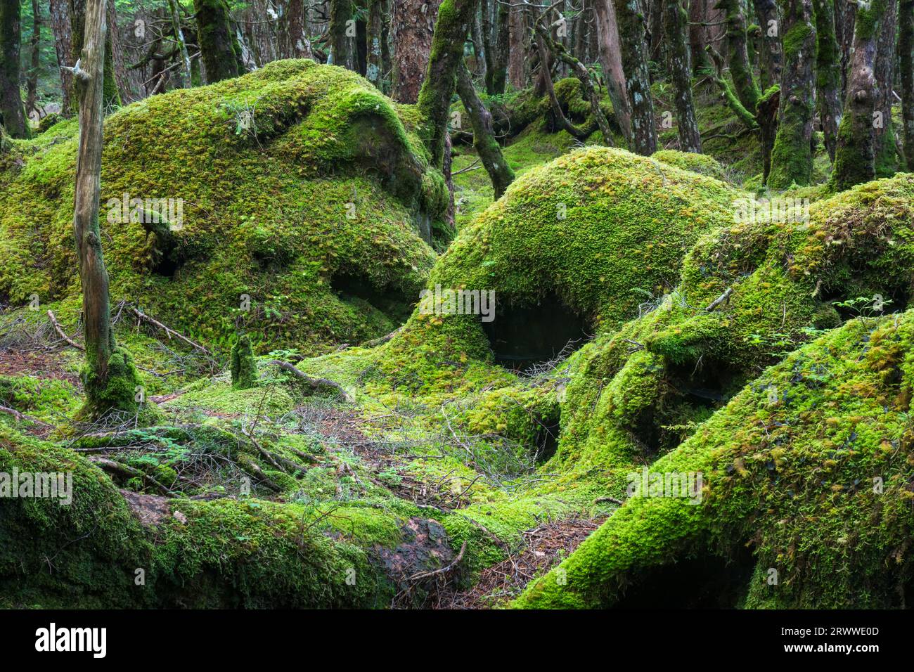 The moss forest (Mononoke no Mori) on Yatsugatake Stock Photo - Alamy