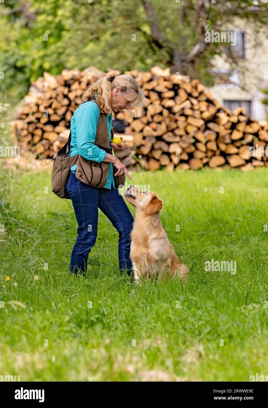 Woman wearing dummy vest and her obedient training with golden ...