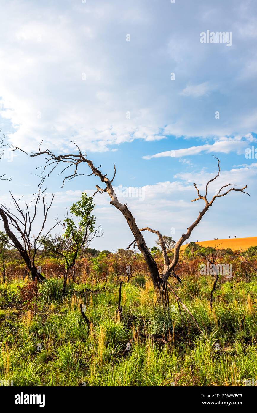 Dry tree trunks in Jalapao national park in Brazil Stock Photo - Alamy