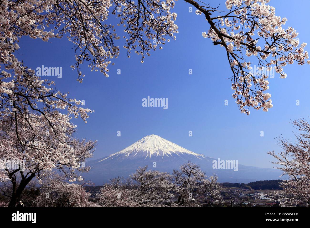 Fuji and the cherry blossoms in full bloom at Koutokuji Temple Stock ...