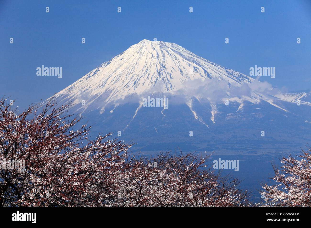AprilSpring Mt. Fuji with lingering snow in the blue sky and cherry ...