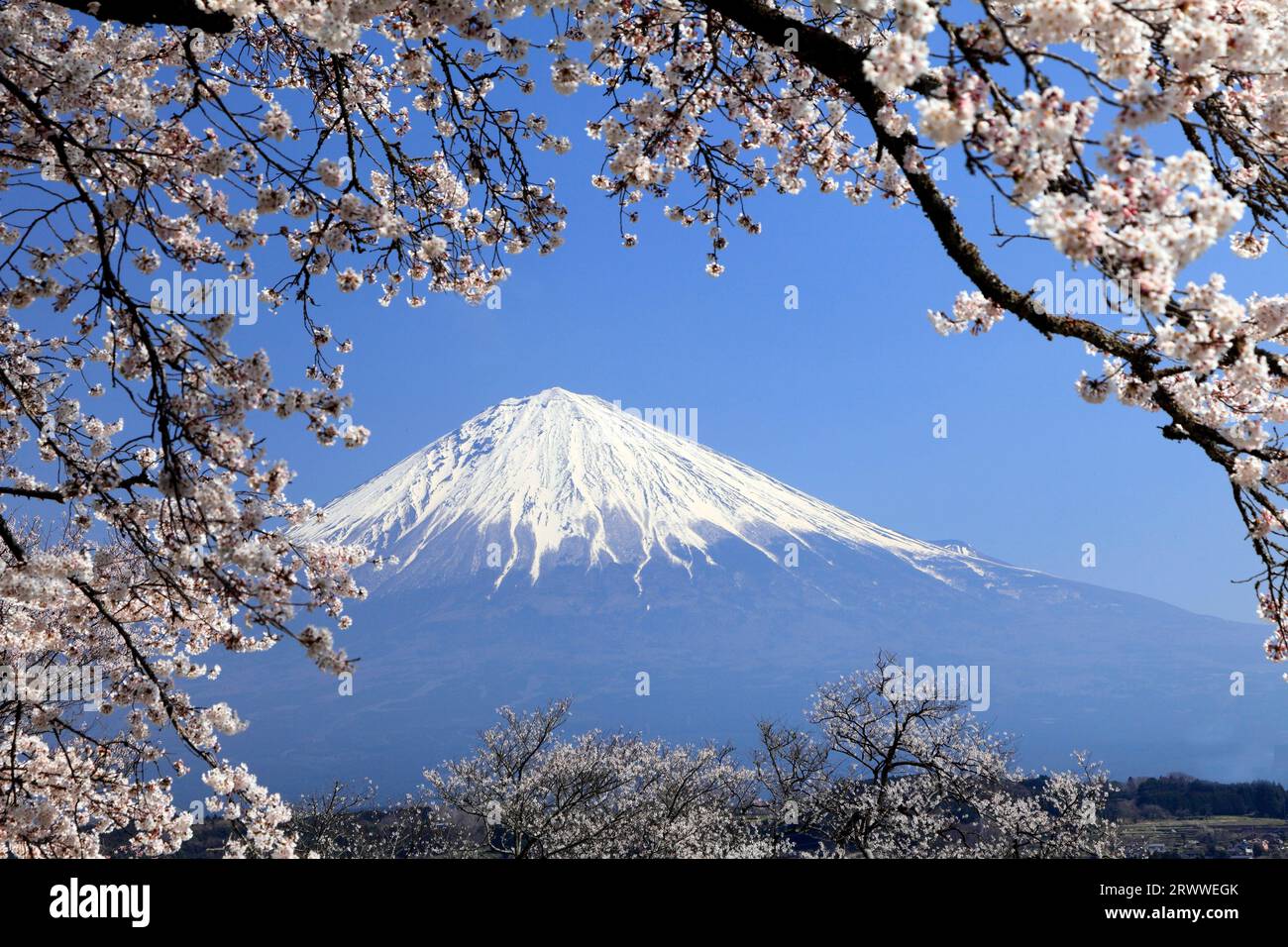 April Spring: Mt. Fuji with lingering snow in the blue sky and cherry ...