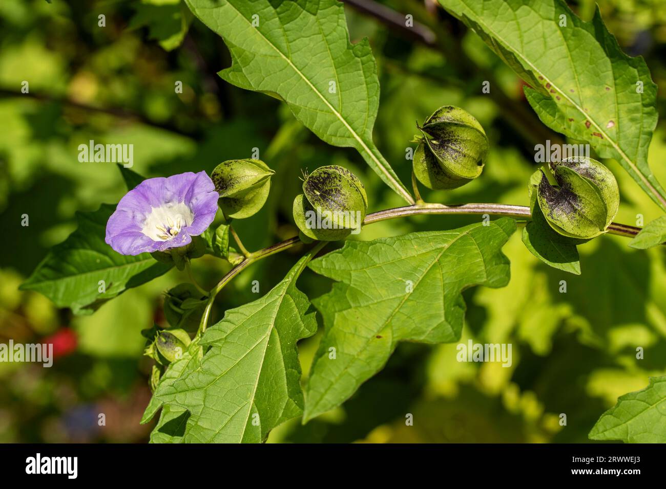 Natural close up flowering plant portrait of the prolifically beautiful ...