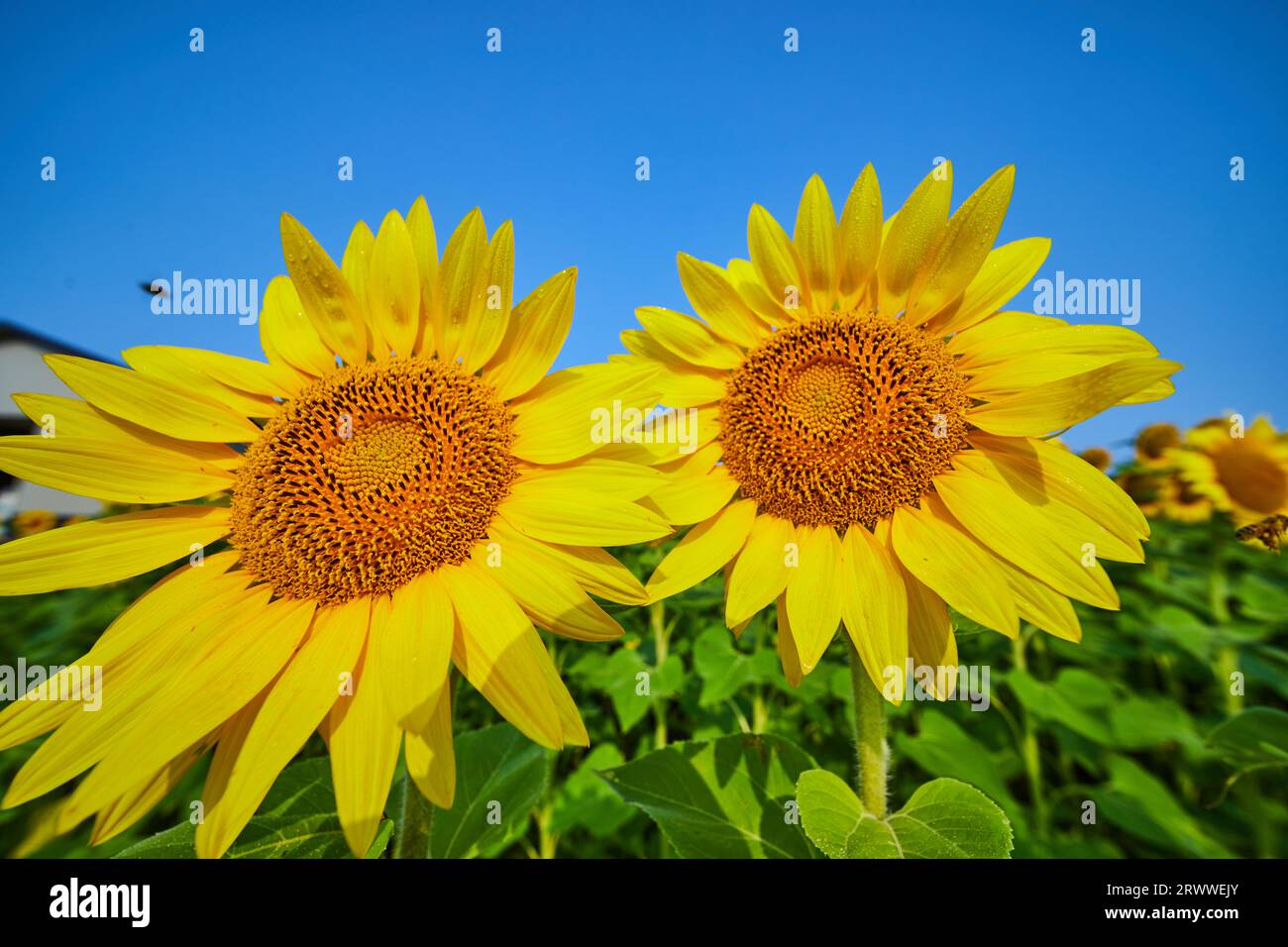 Two large yellow sunflowers open to the sky with bees buzzing around ...