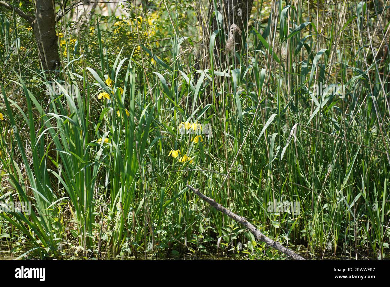 The surface of an old swamp covered with duckweed and algae, dead trees ...