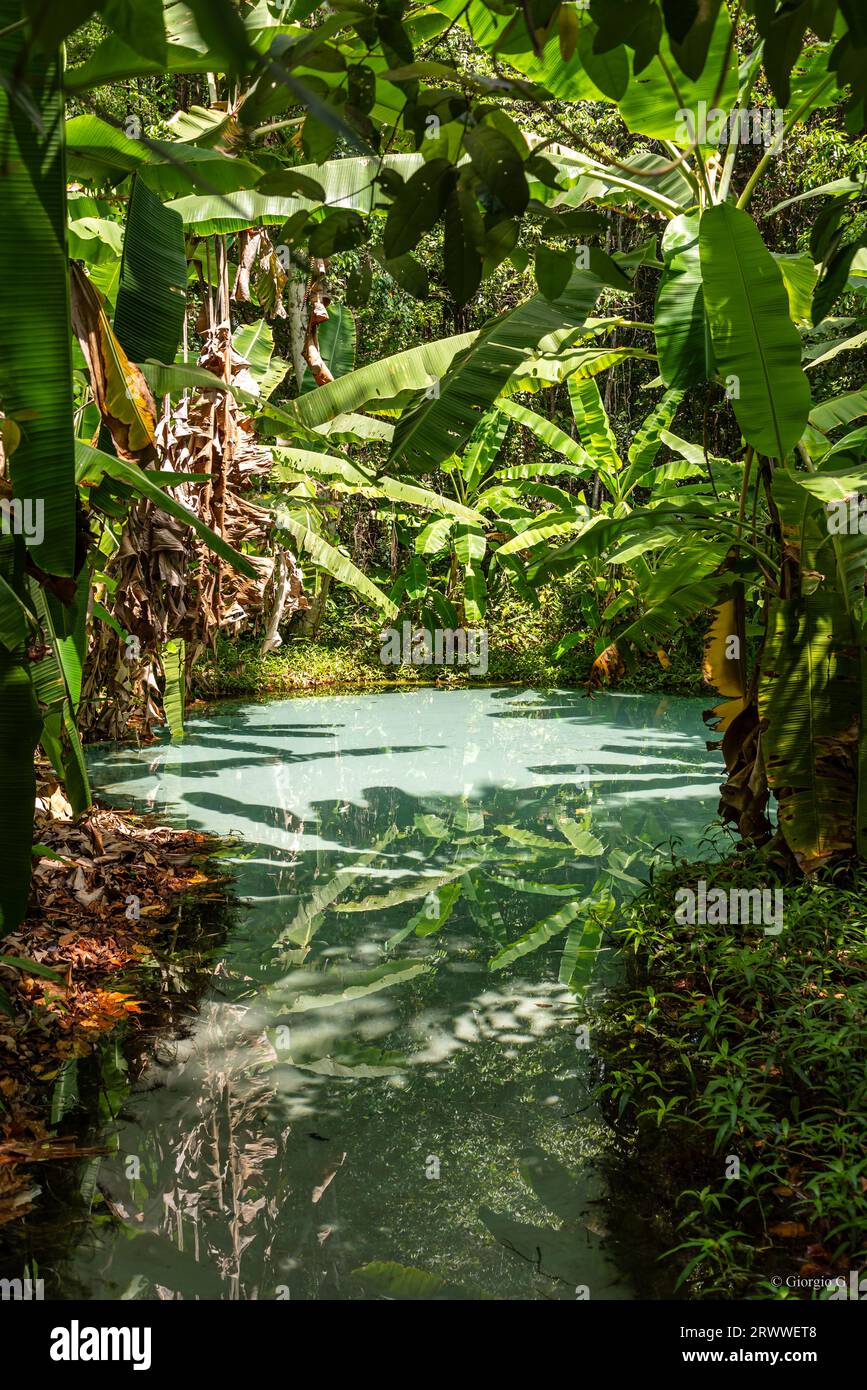 Beautiful water eye in Brazil under the shadow of banana trees Stock ...