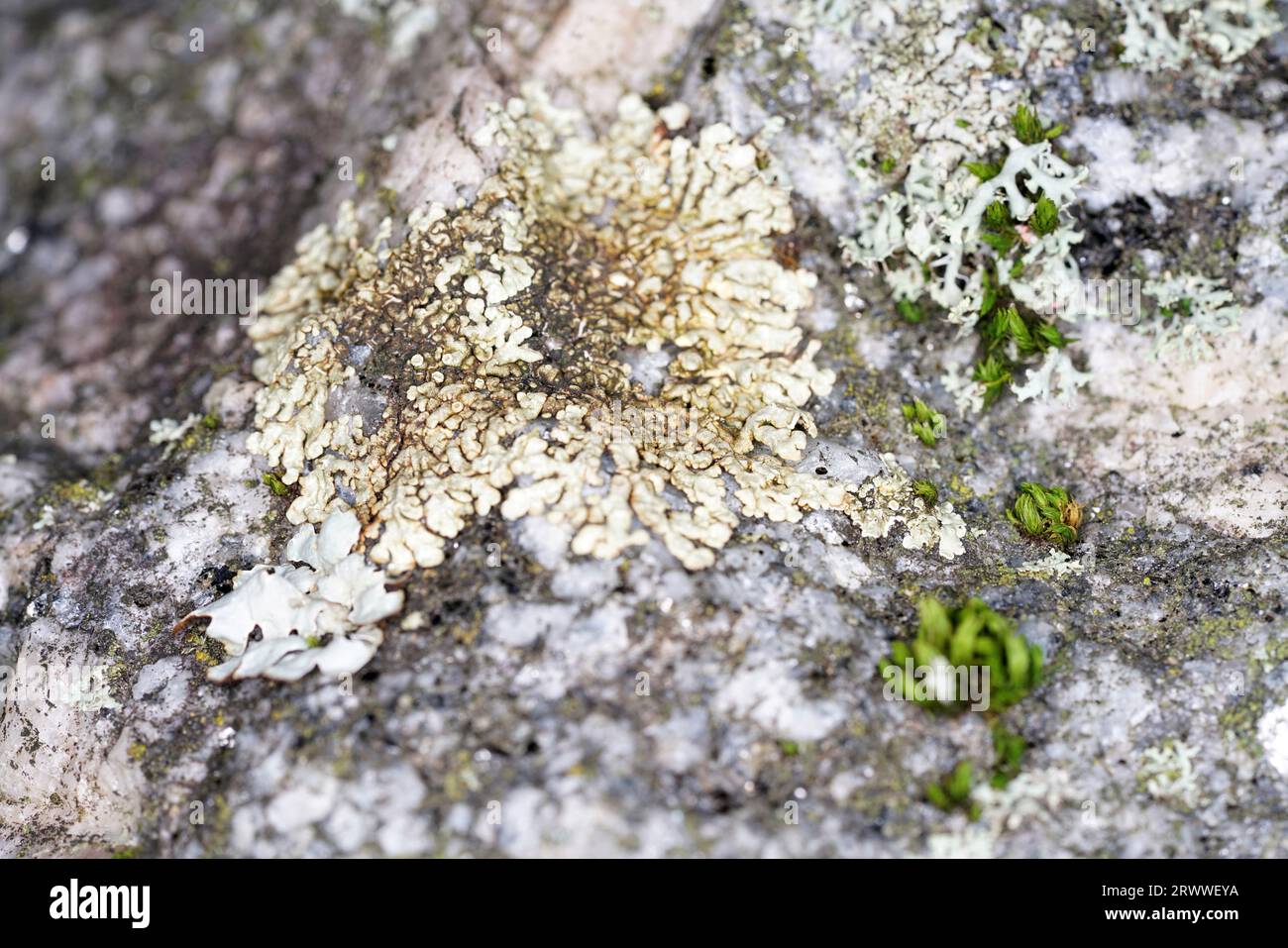 Tree bark is bark and bast and protects the tree from enemies Stock ...