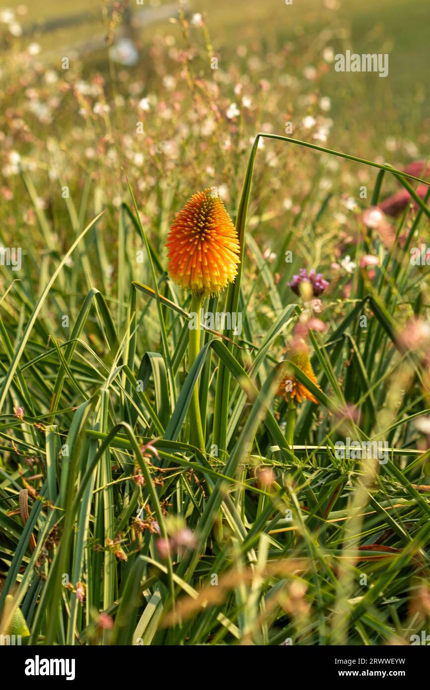 Garden pots flowers butterflies hi-res stock photography and images - Alamy