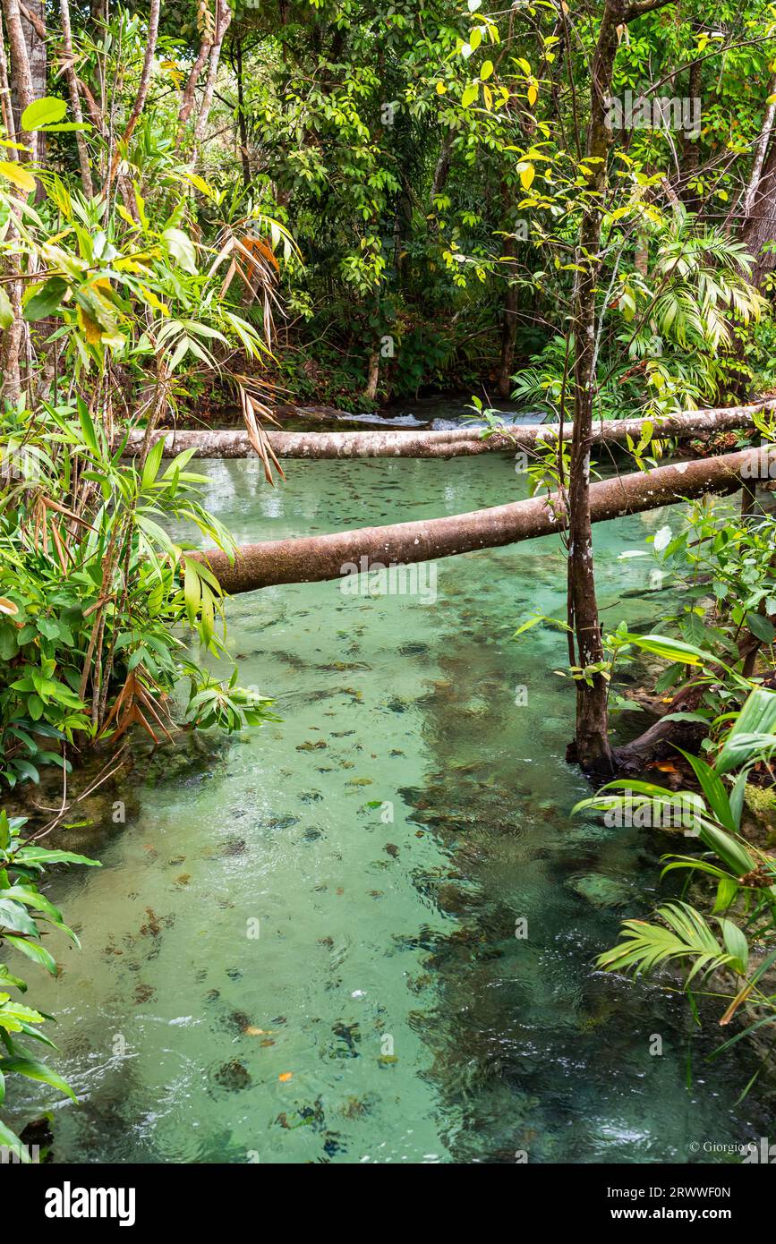River with transparent water flowing through the jungle in Brazil Stock ...