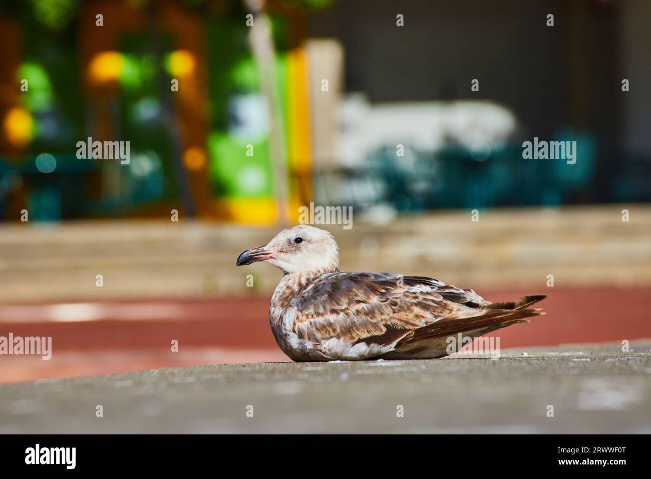 Close up of scruffy looking seagull laying down on sidewalk with ...