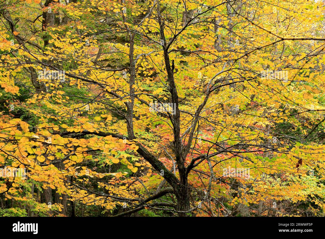 October Autumn Color of Lake Akan Stock Photo - Alamy