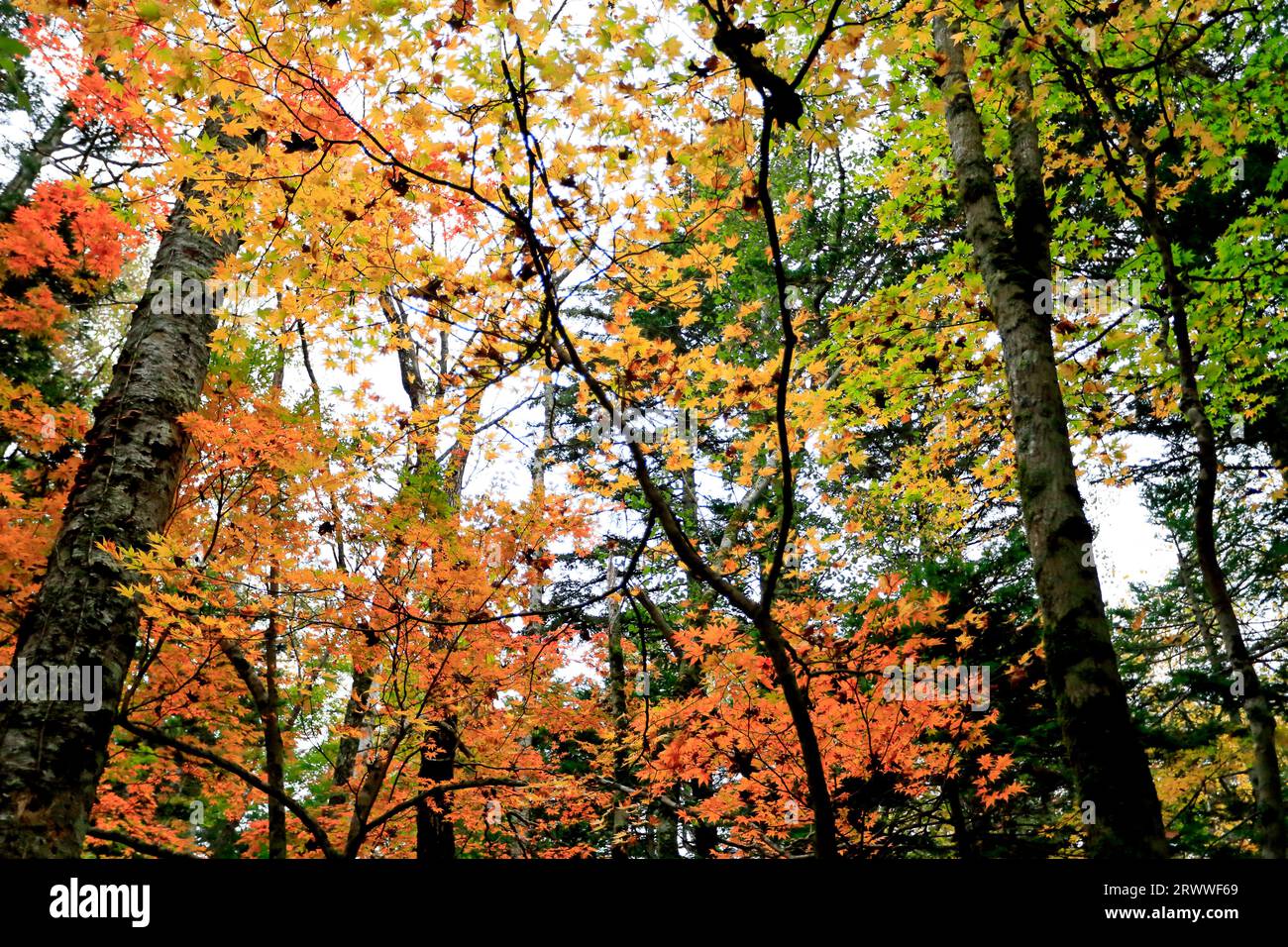October Autumn Color of Lake Akan Stock Photo - Alamy