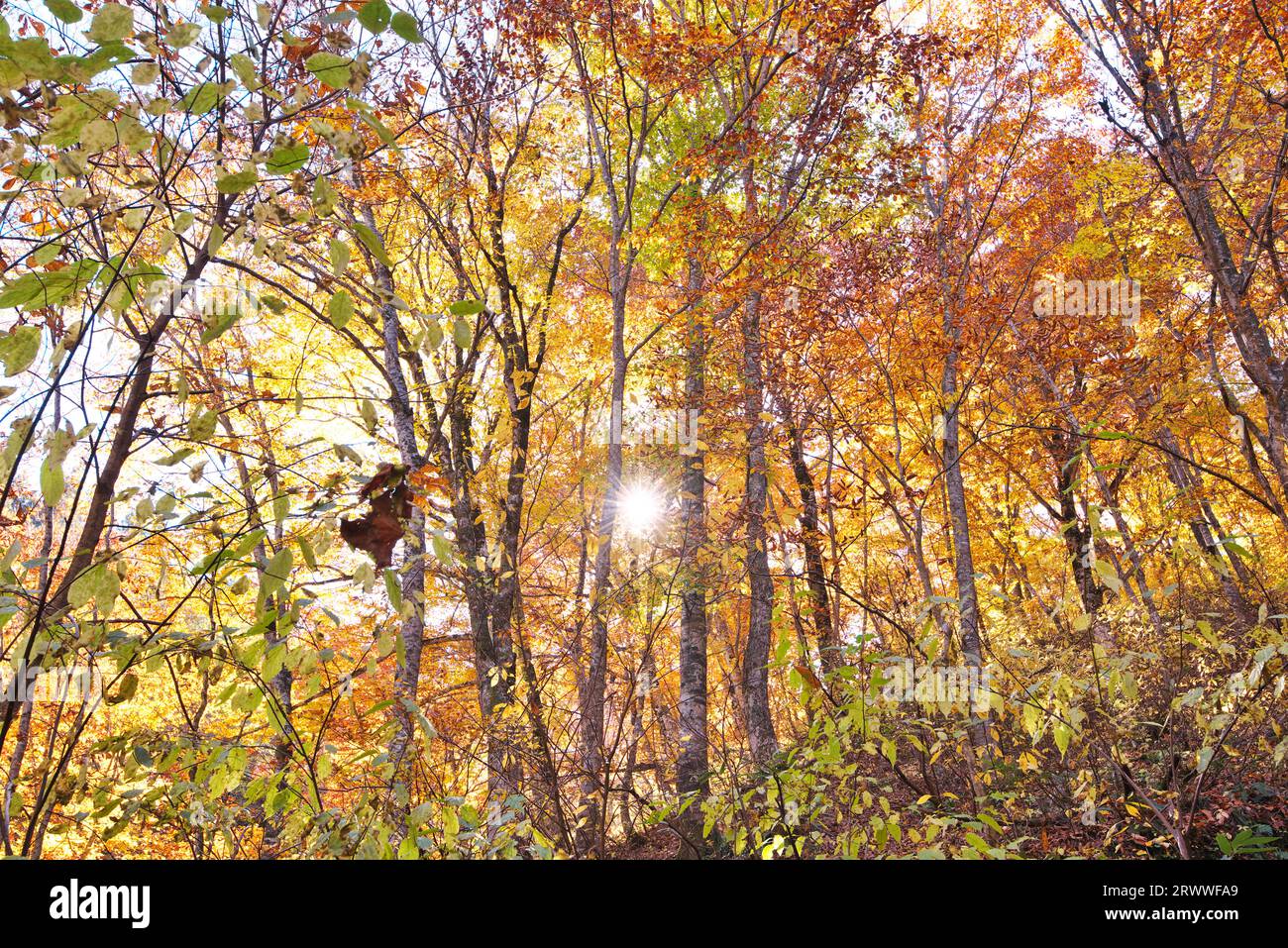 Shirakami sanchi beech hi-res stock photography and images - Alamy