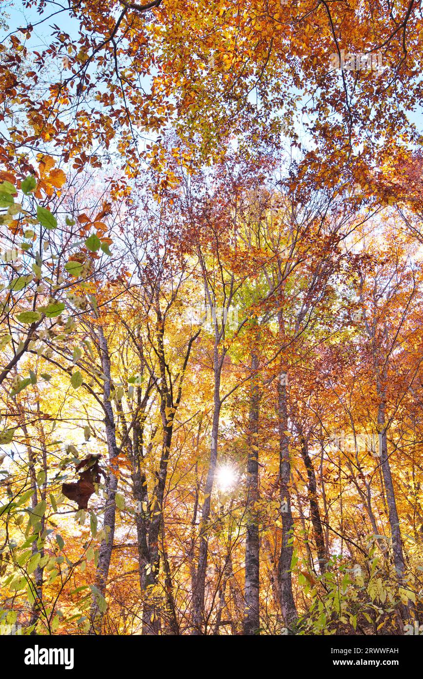 Shirakami Sanchi, beech forest Stock Photo - Alamy