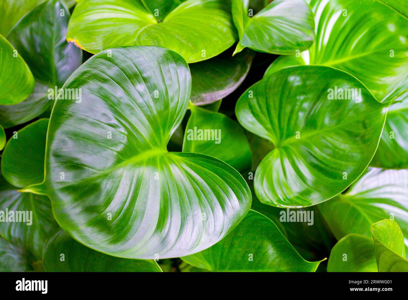 Emerald gem hi-res stock photography and images - Alamy