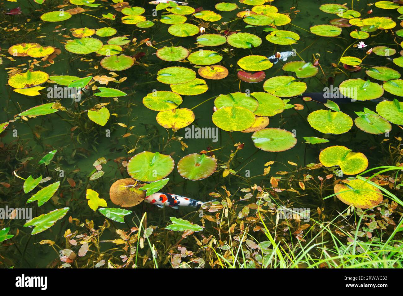 Monet's pond seki hi-res stock photography and images - Alamy