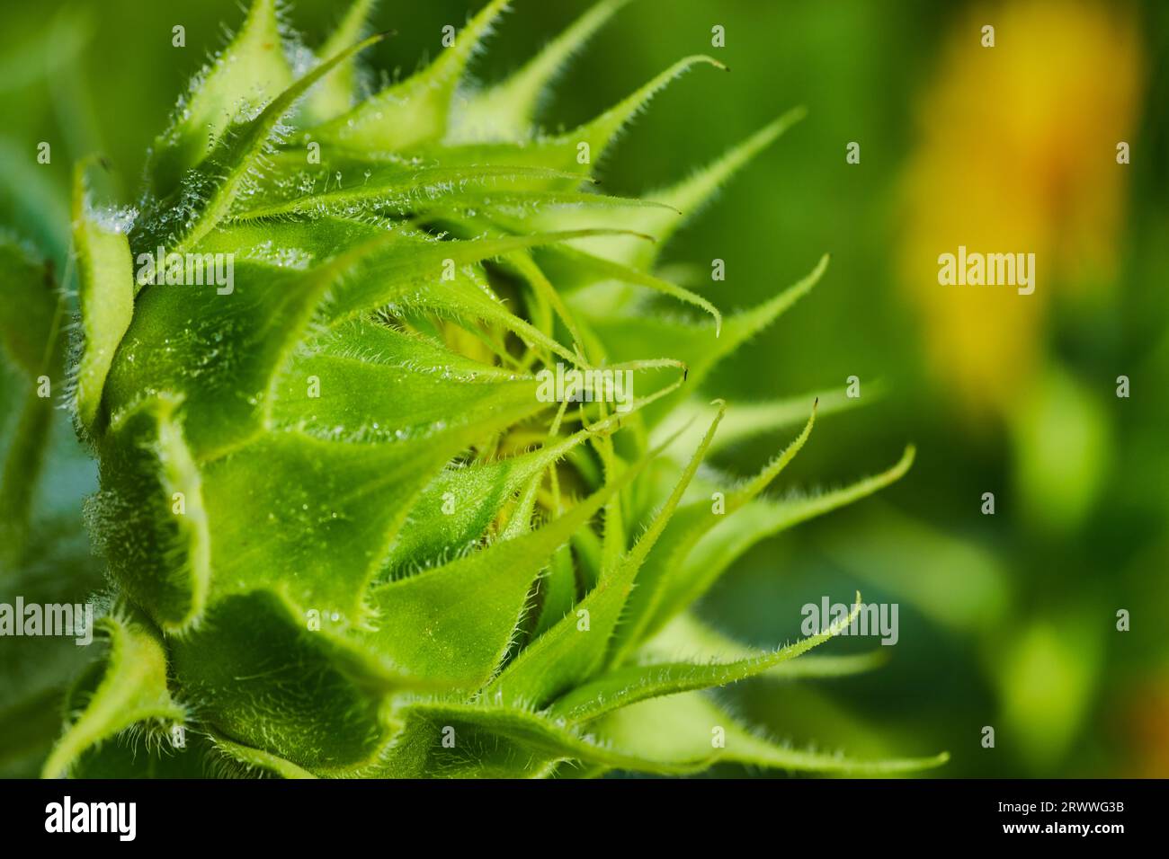 Macro of green sunflower bud opening up side view Stock Photo - Alamy