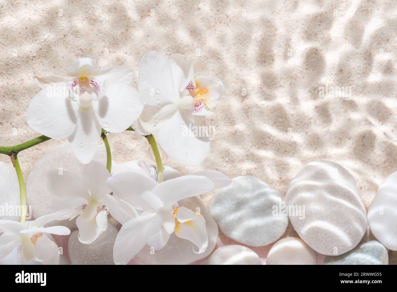 white orchid and stones with shadow over sand background, in water ...