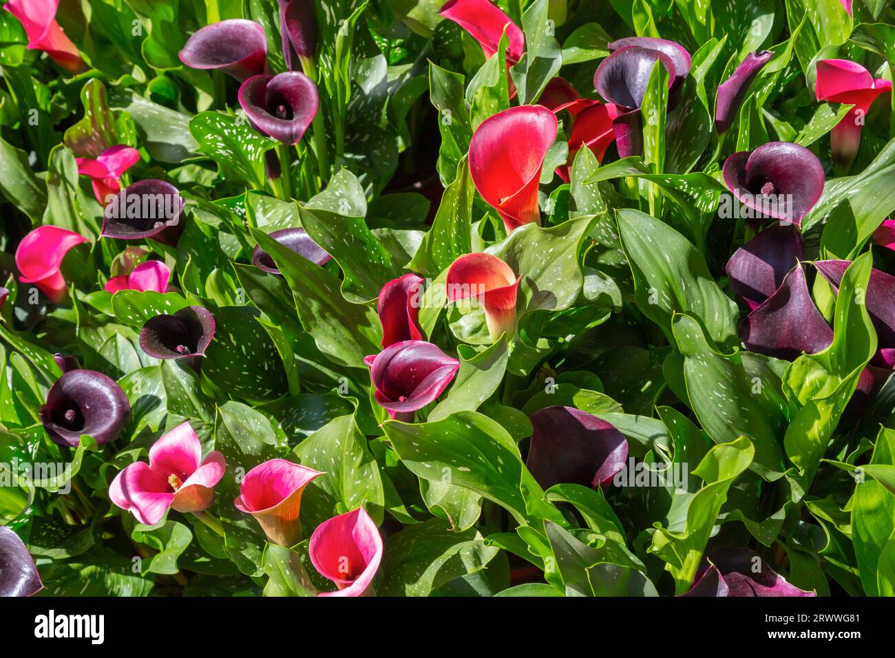 Calla Lily in the garden Stock Photo - Alamy