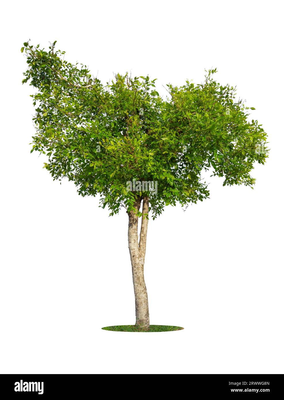 Tree isolated on white background, Green leaf foliage, Tropical trees ...