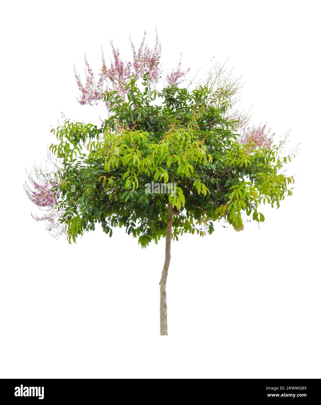 Lagerstroemia floribunda, also known as Thai crape myrtle and kedah ...