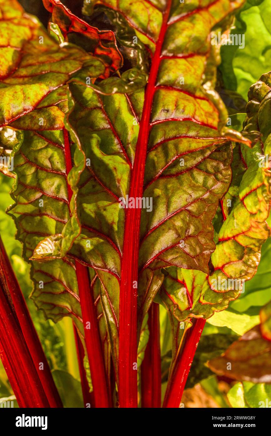Very close up vegetable plant portrait of the superfood Chard backlit ...