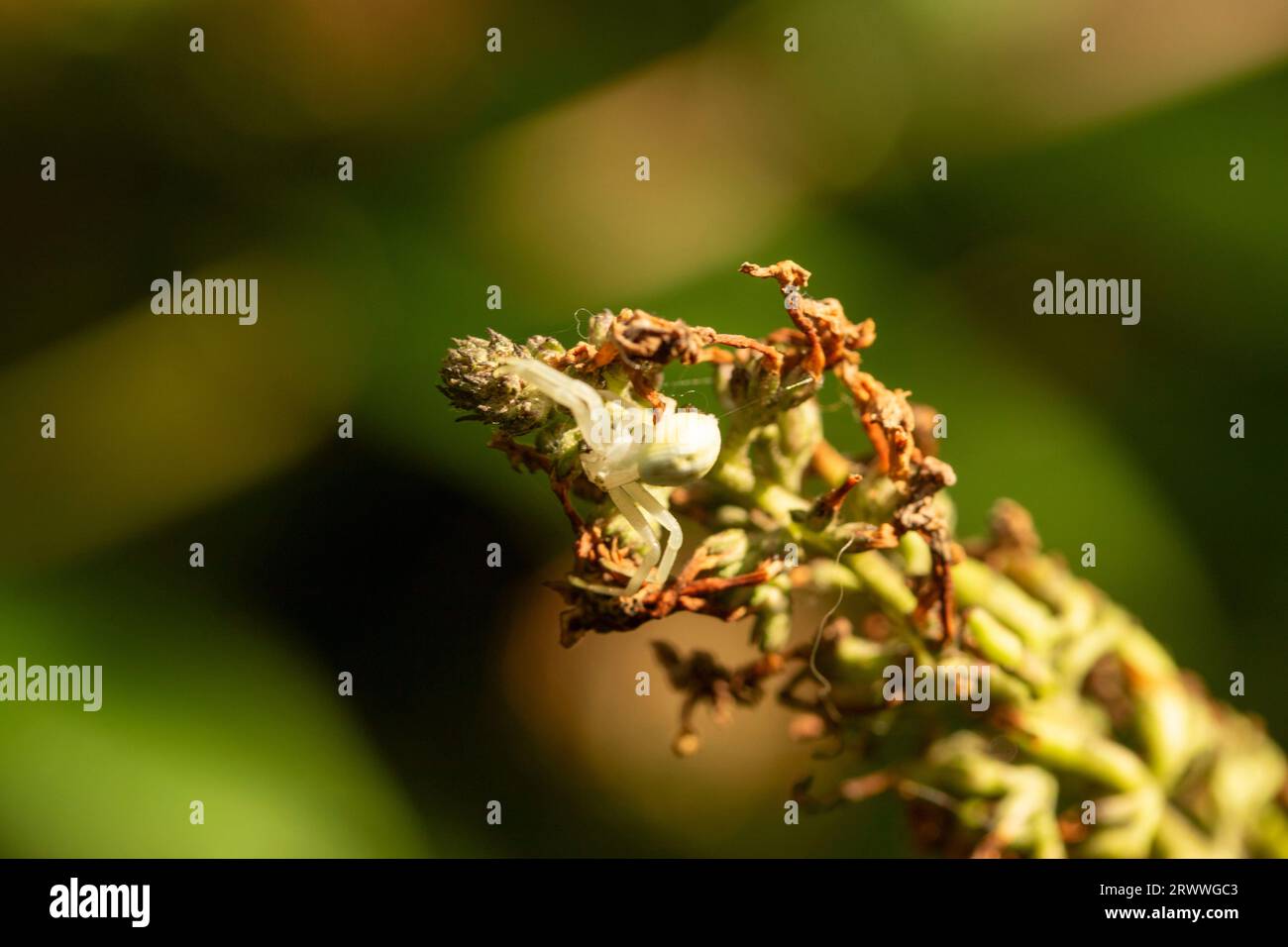 Tiny white spider macro encounter on the tip of gone over Buddleia ...