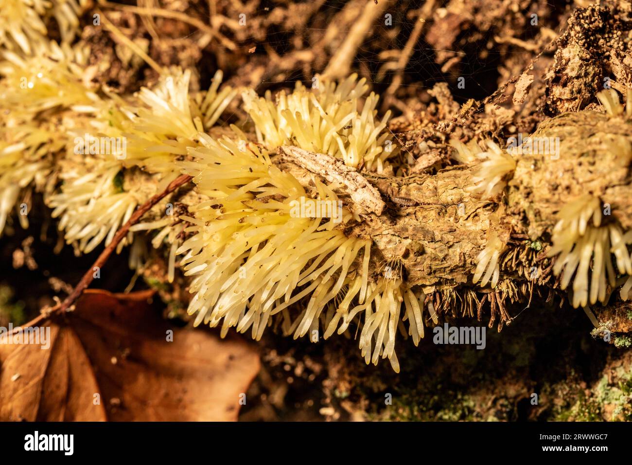 PARASITE. Macro representation of English Ivy (Hedera helix) roots ...