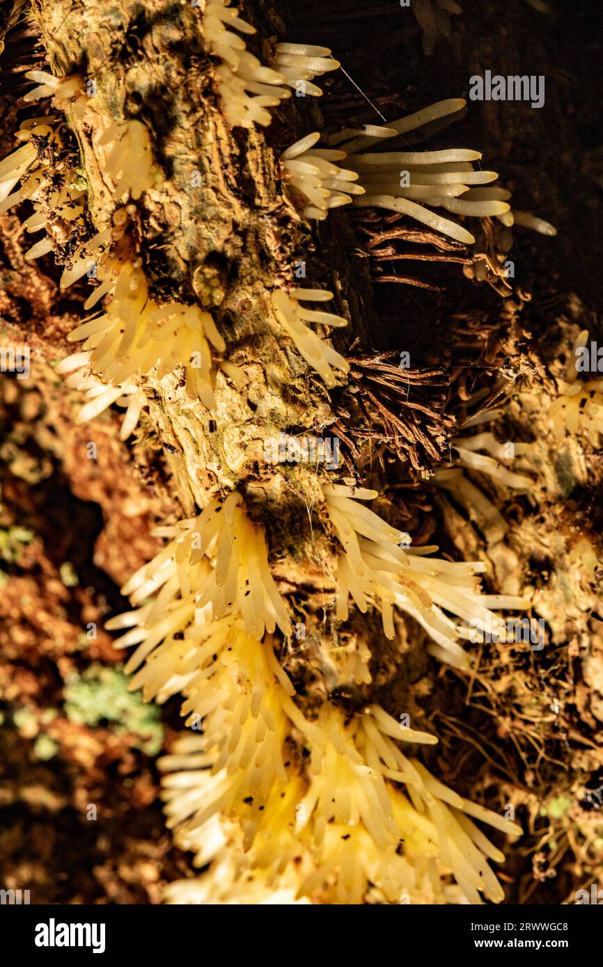 PARASITE. Macro representation of English Ivy (Hedera helix) roots ...