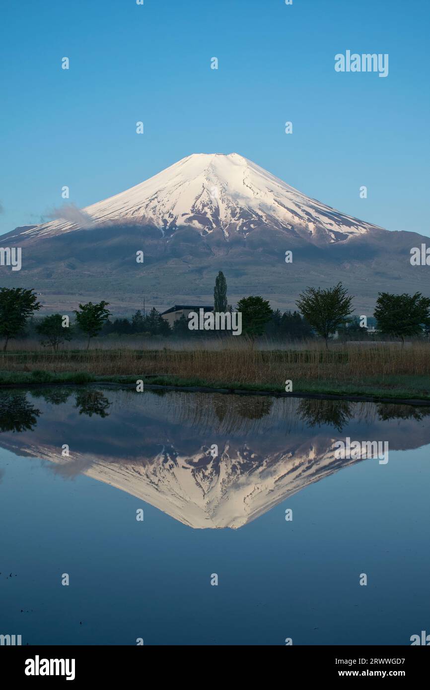 Fuji reflected in a newly watered rice field in Oshino Village Stock ...