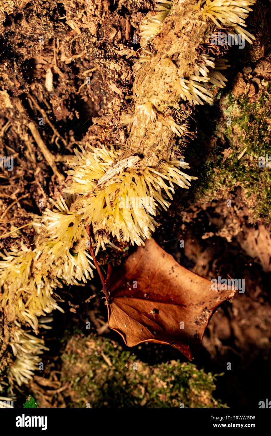 PARASITE. Macro representation of English Ivy (Hedera helix) roots ...