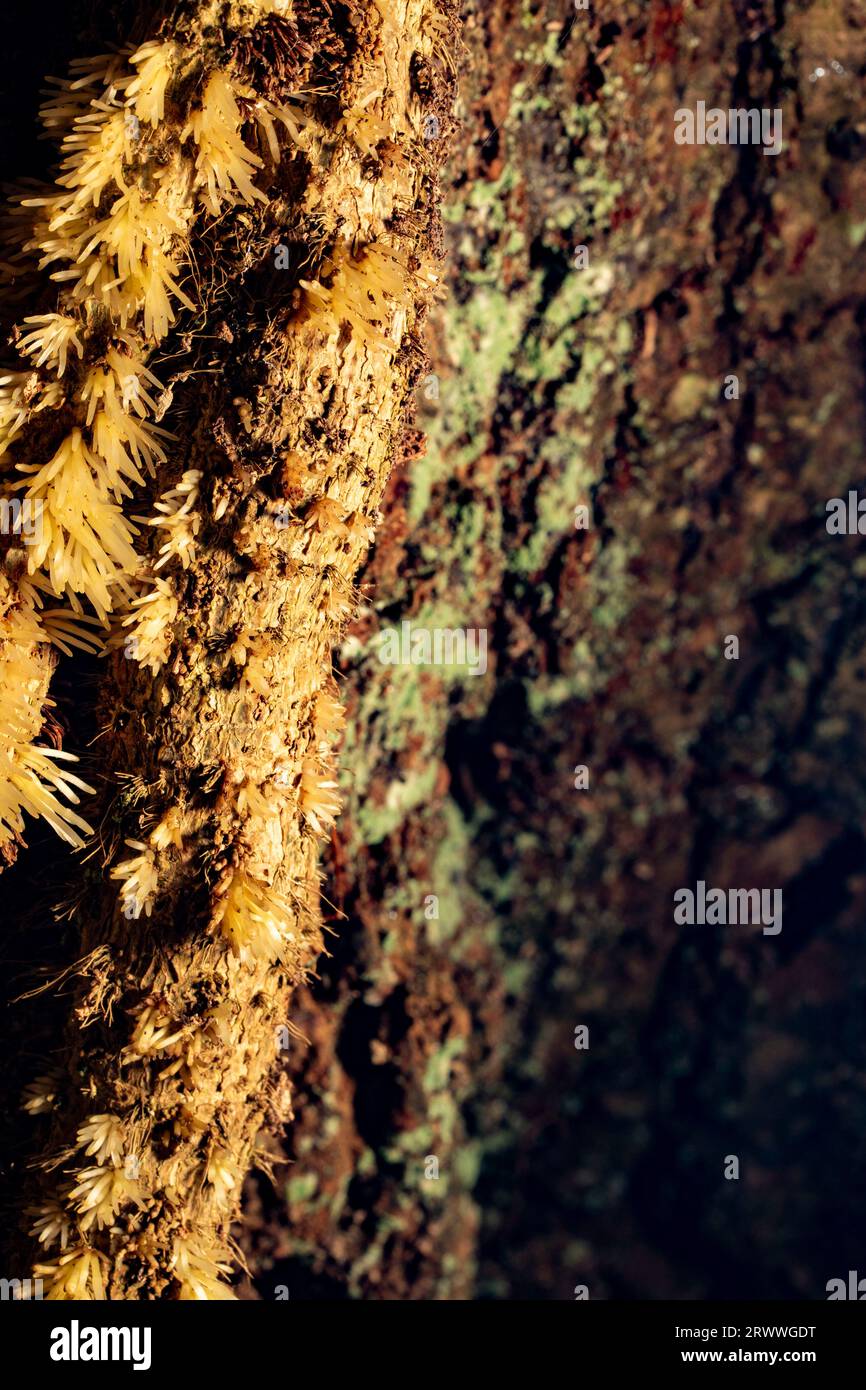 PARASITE. Macro representation of English Ivy (Hedera helix) roots ...