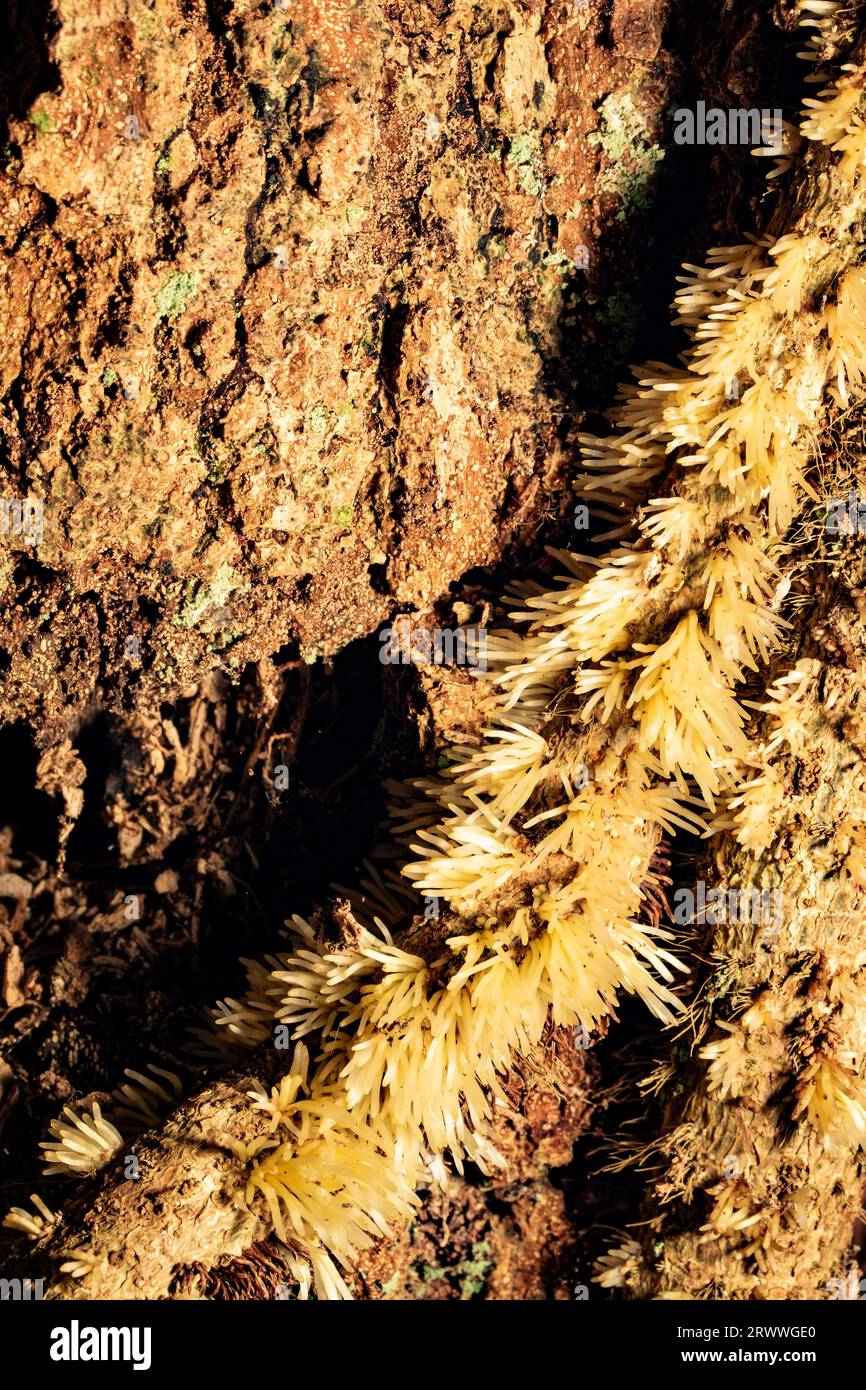 PARASITE. Macro representation of English Ivy (Hedera helix) roots ...