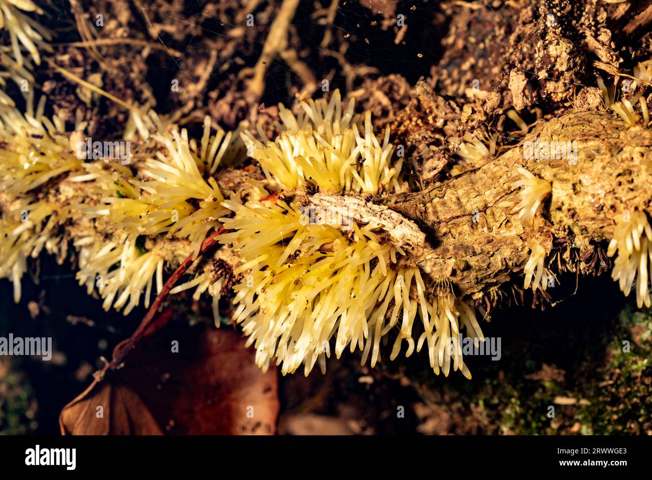 PARASITE. Macro representation of English Ivy (Hedera helix) roots ...