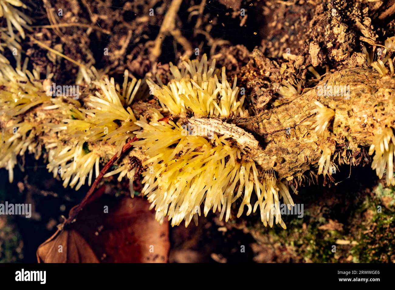 PARASITE. Macro representation of English Ivy (Hedera helix) roots ...