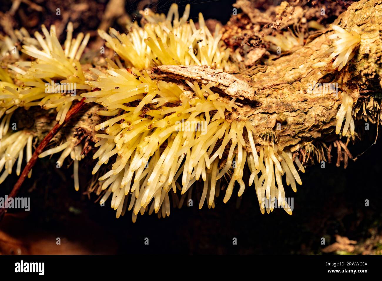 PARASITE. Macro representation of English Ivy (Hedera helix) roots ...