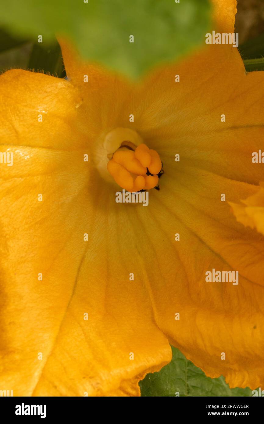 Close up Courgette, zucchini, golden flower. Natural close up flowering ...