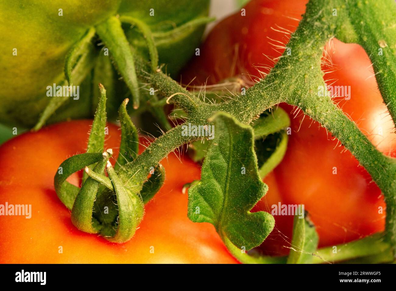 Macro food, vegetable, semi abstract still life of plump looking green ...