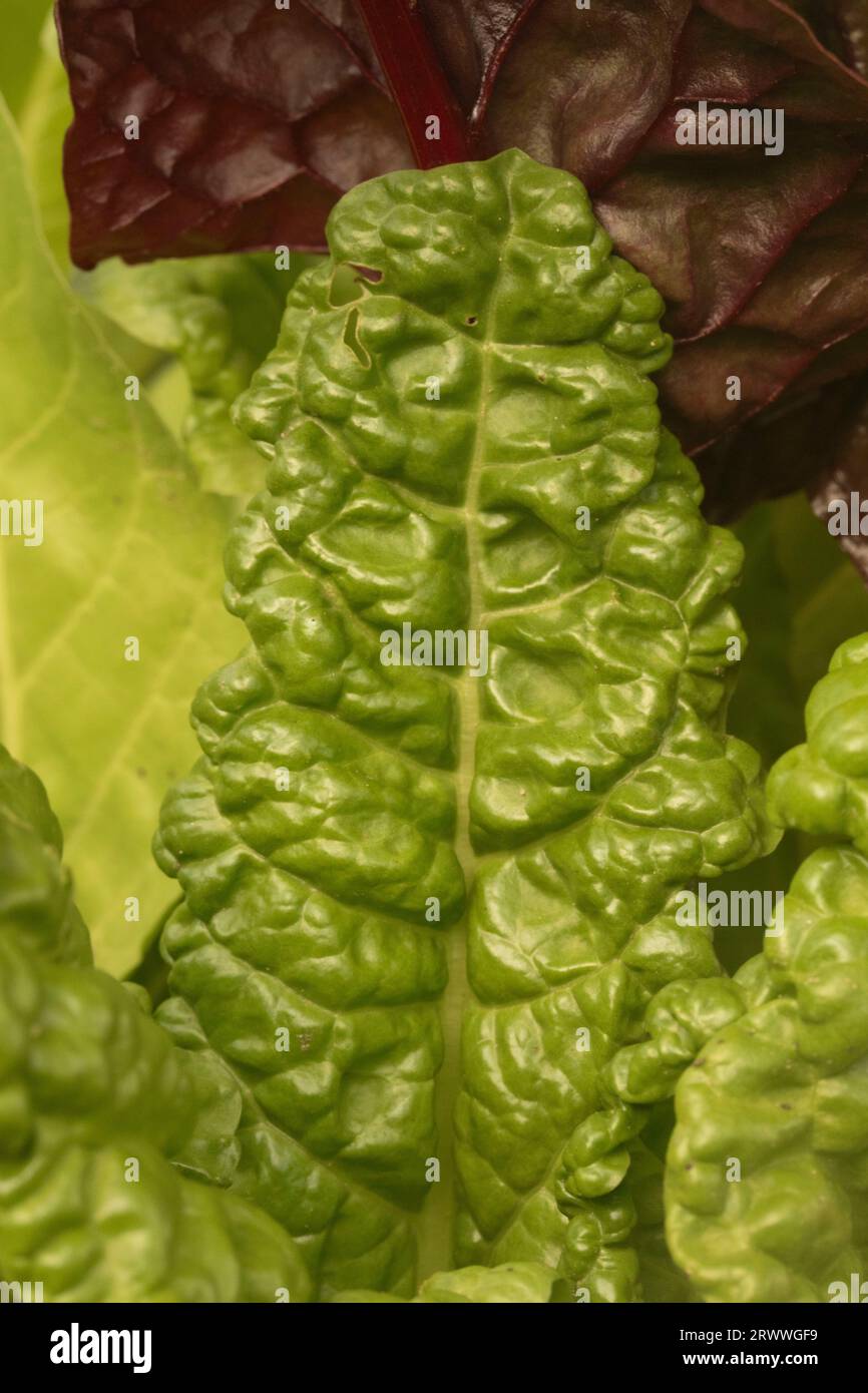 Very close up vegetable plant portrait of the superfood Chard backlit ...