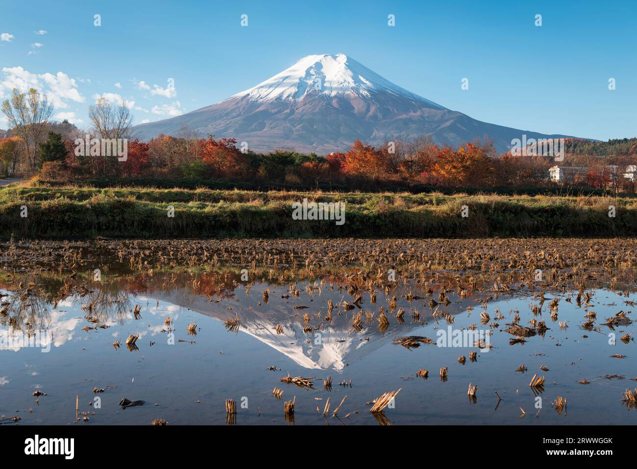 Fuji with snow-capped Mt. Fuji and rice paddies (side) from Fujiyoshida ...